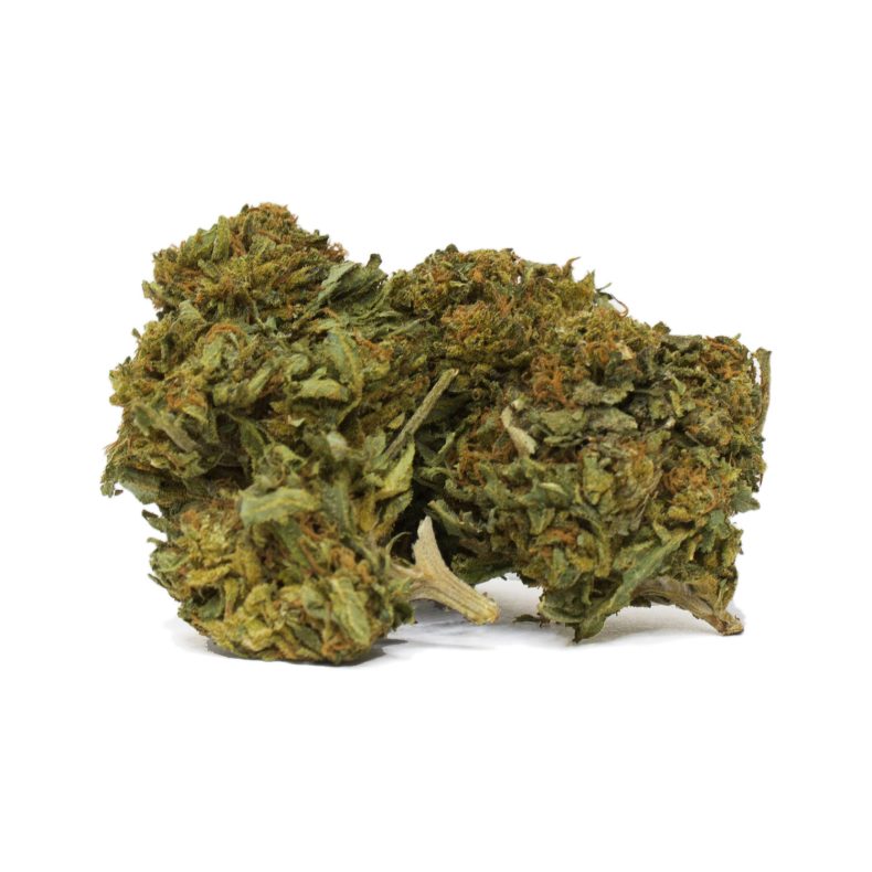 King Kong – West Coast Botanics